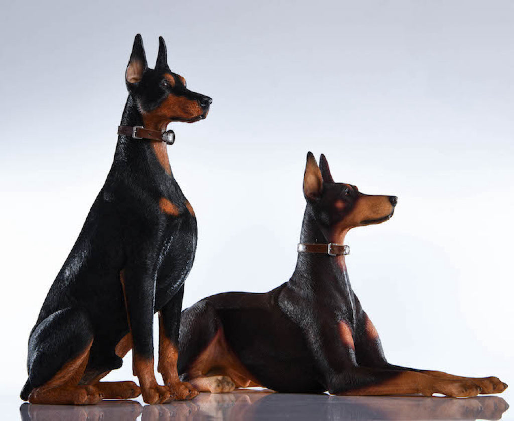Doberman Sitting / Lying – AUA Premium Gifts